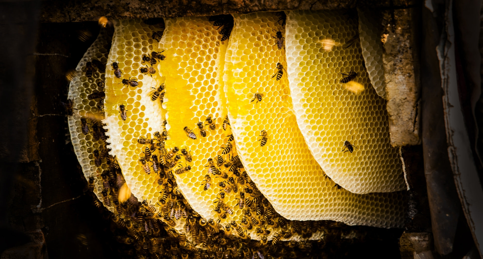 How Bees Make Honey | The Natural Process Explained – Hey Honey Farms