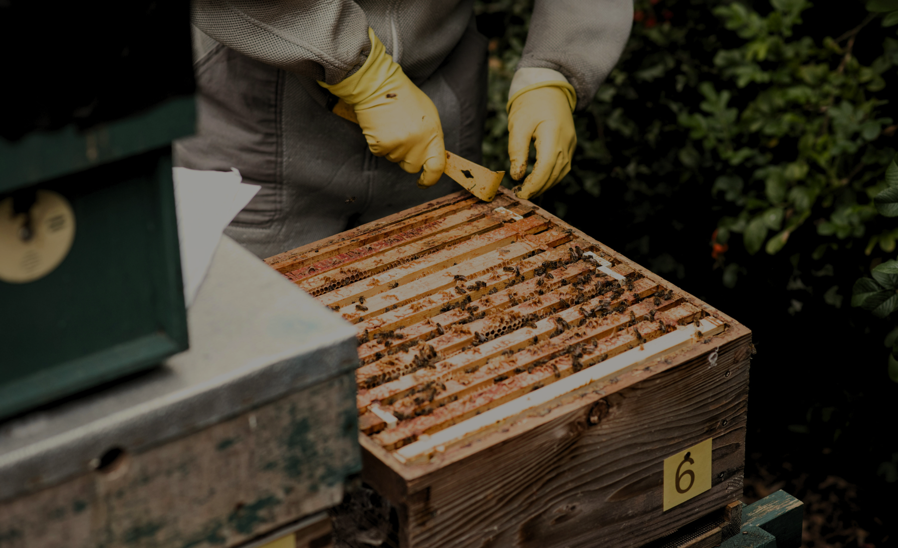 Buy Raw Honey, Local Honey, Wildflower Honey - Pure & Unpasteurized ...